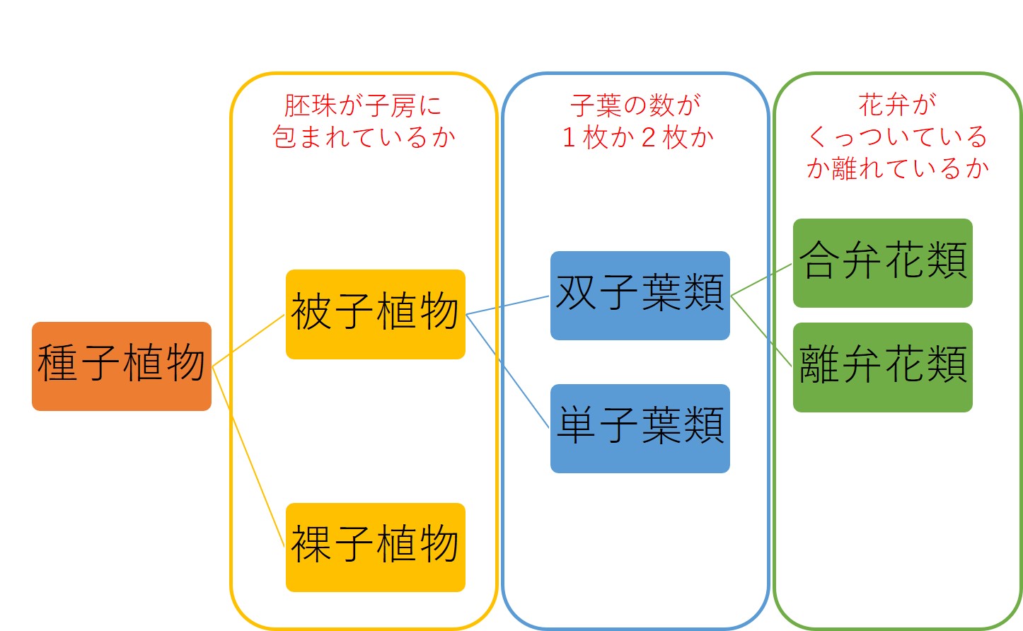 【質問】中学（理科）：種子植物の分類の表が中々覚えられません。覚えるコツはありますか？ オンライン無料塾「ターンナップ」